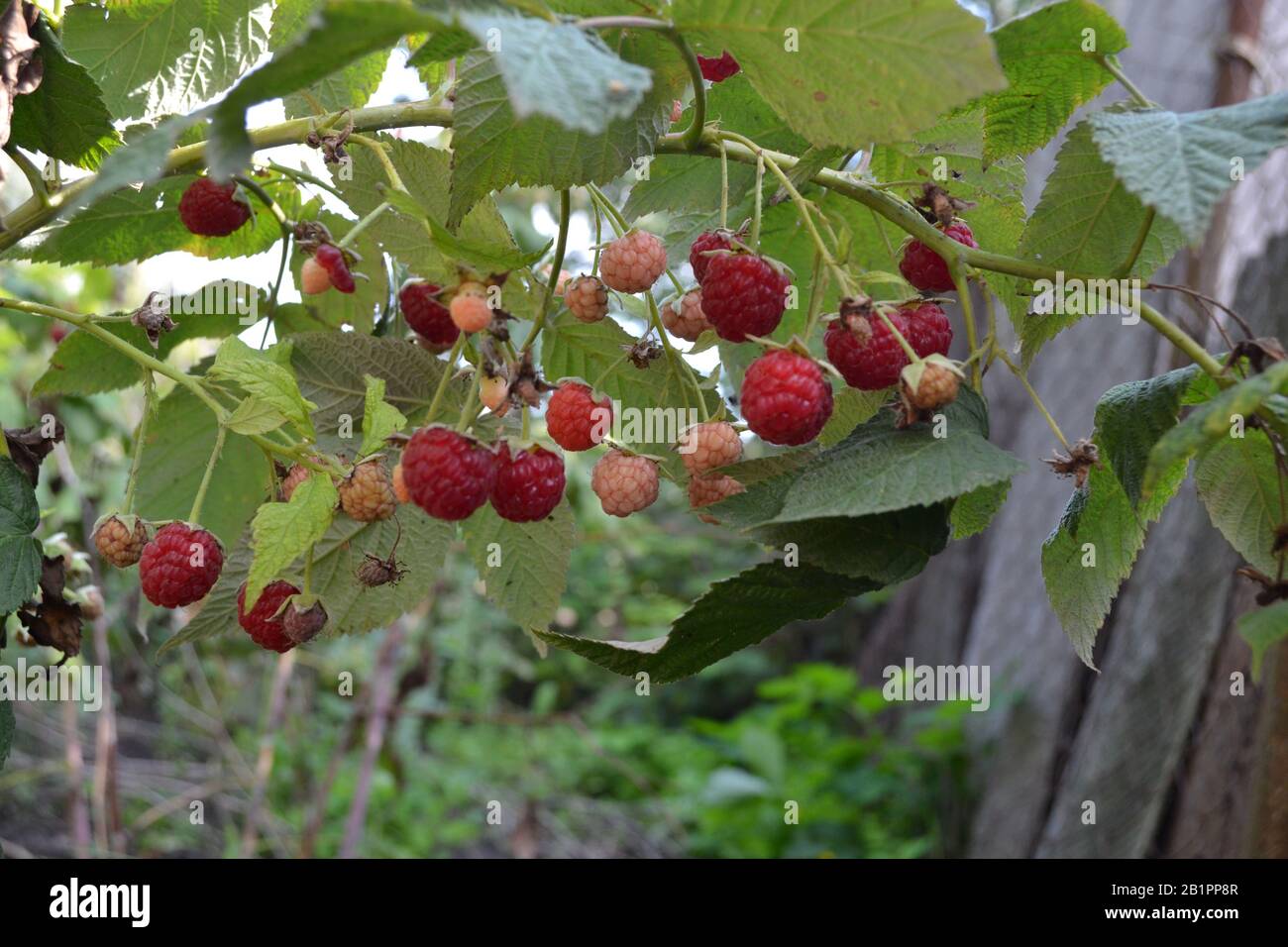 Rubus Idaeus Raspberries Raspberry Berries Delicious Useful