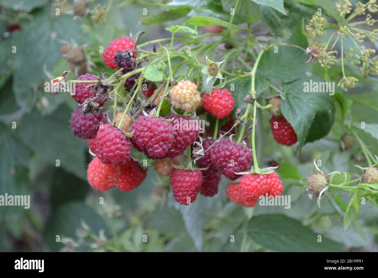 Raspberries. Rubus idaeus. Raspberry berries. Delicious. Useful ...