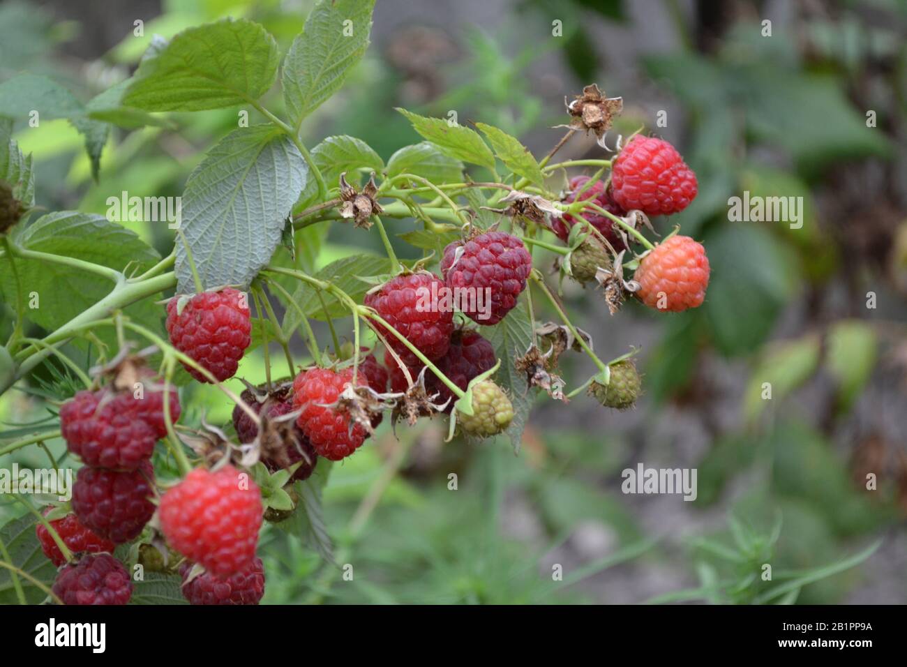 Basket raspberries rubus idaeus hi-res stock photography and images - Alamy