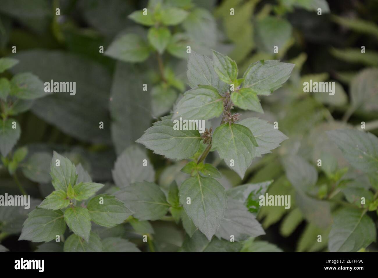 Mint bushes hi-res stock photography and images - Alamy