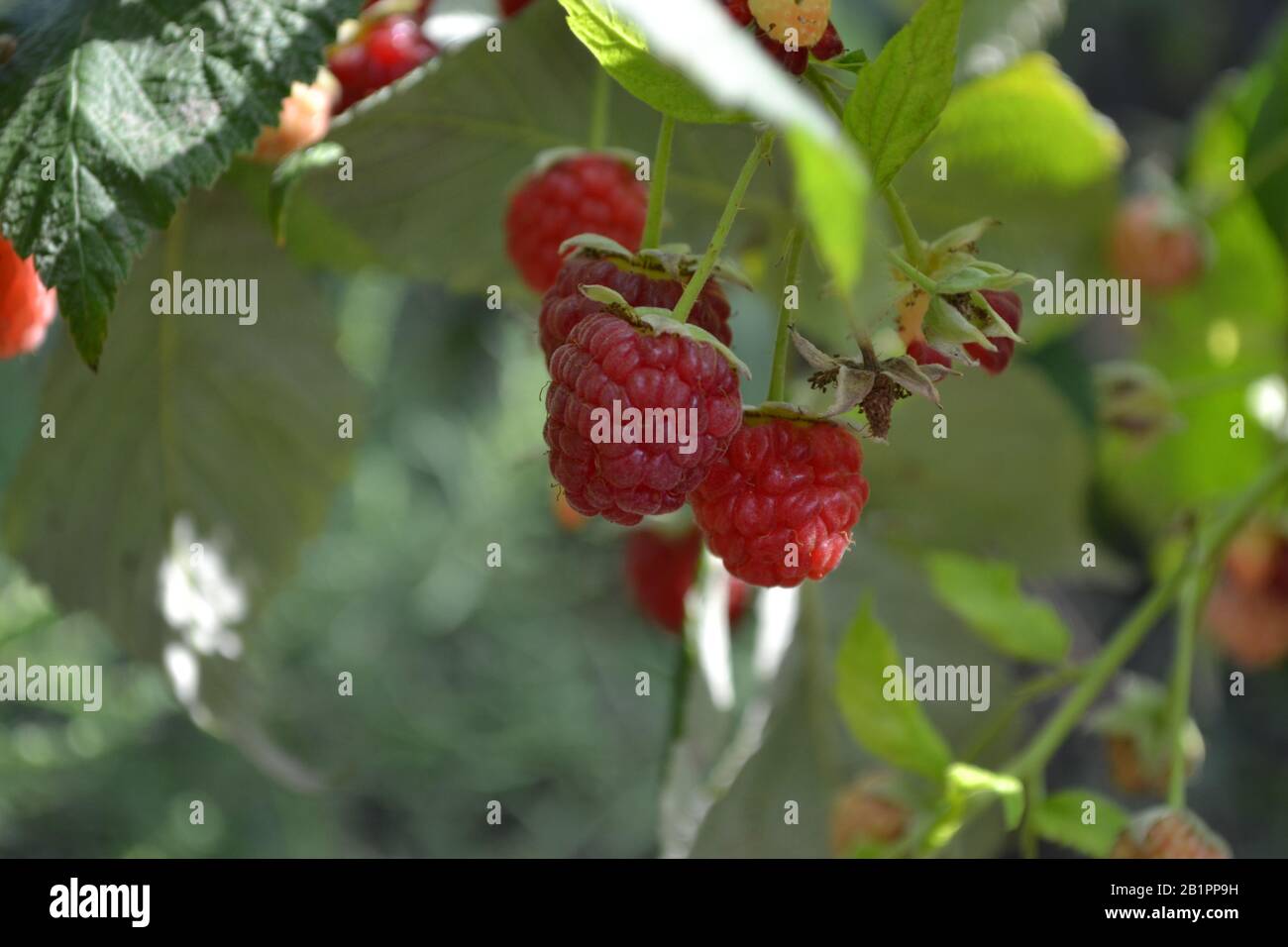 Basket raspberries rubus idaeus hi-res stock photography and images - Alamy