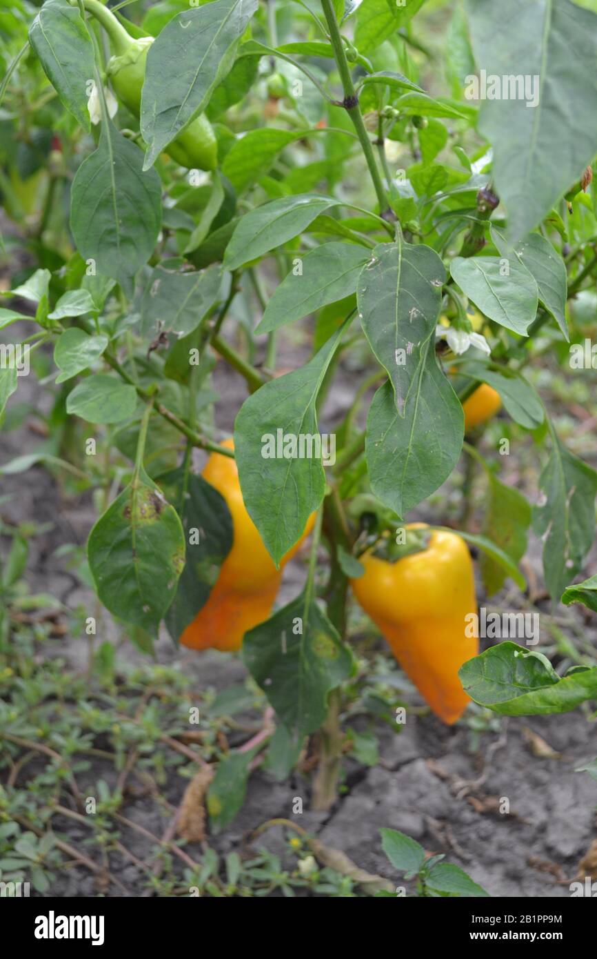 Pepper. Capsicum annuum. Vegetables. Field. Vertical photo Stock Photo ...