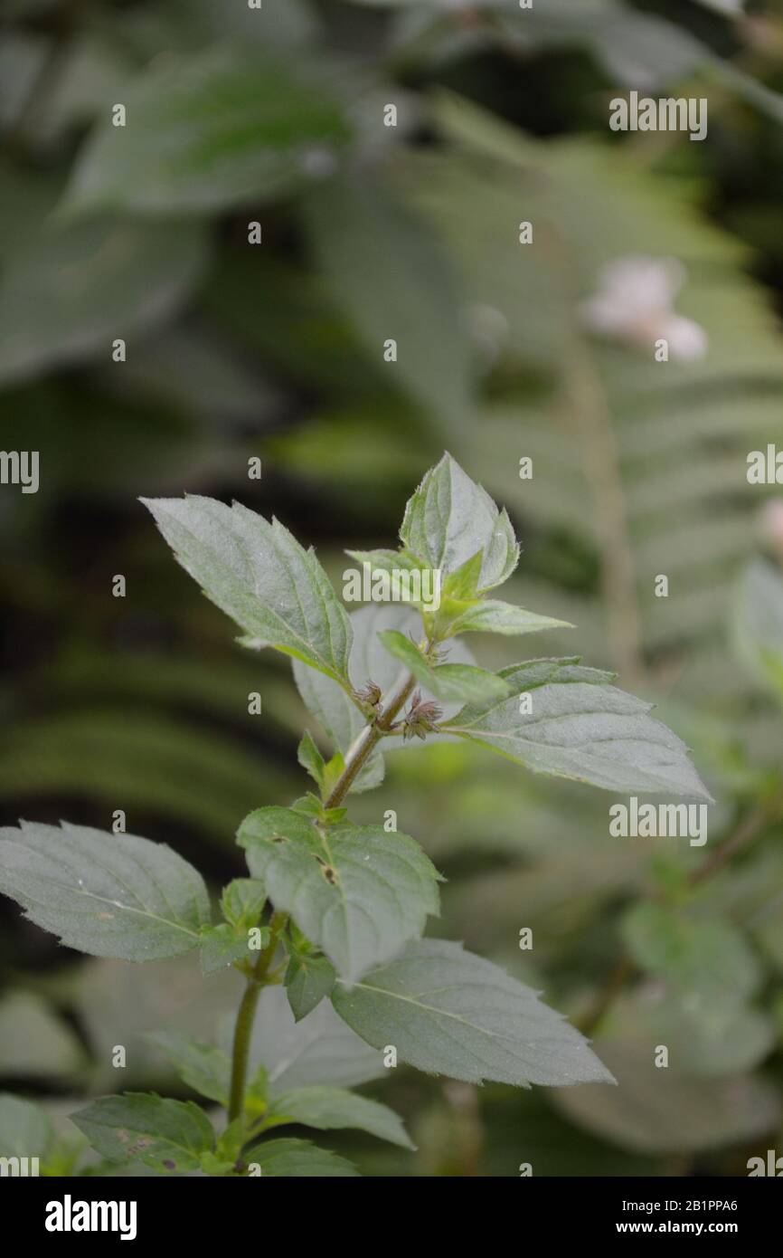 Mint. Mentha. Bushes mint. Green leaves. Fresh mint. Useful tea ...