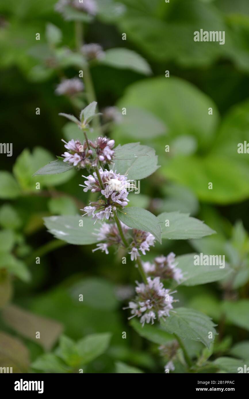 Mint. Mentha. Bushes mint. Green leaves. Fresh mint. Useful tea. Garden ...