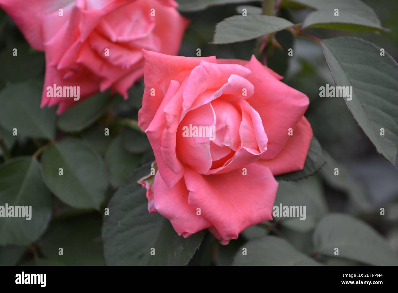 Pink rose. Queen of flowers. Luxury buds. Rose bush. Garden. A flower ...