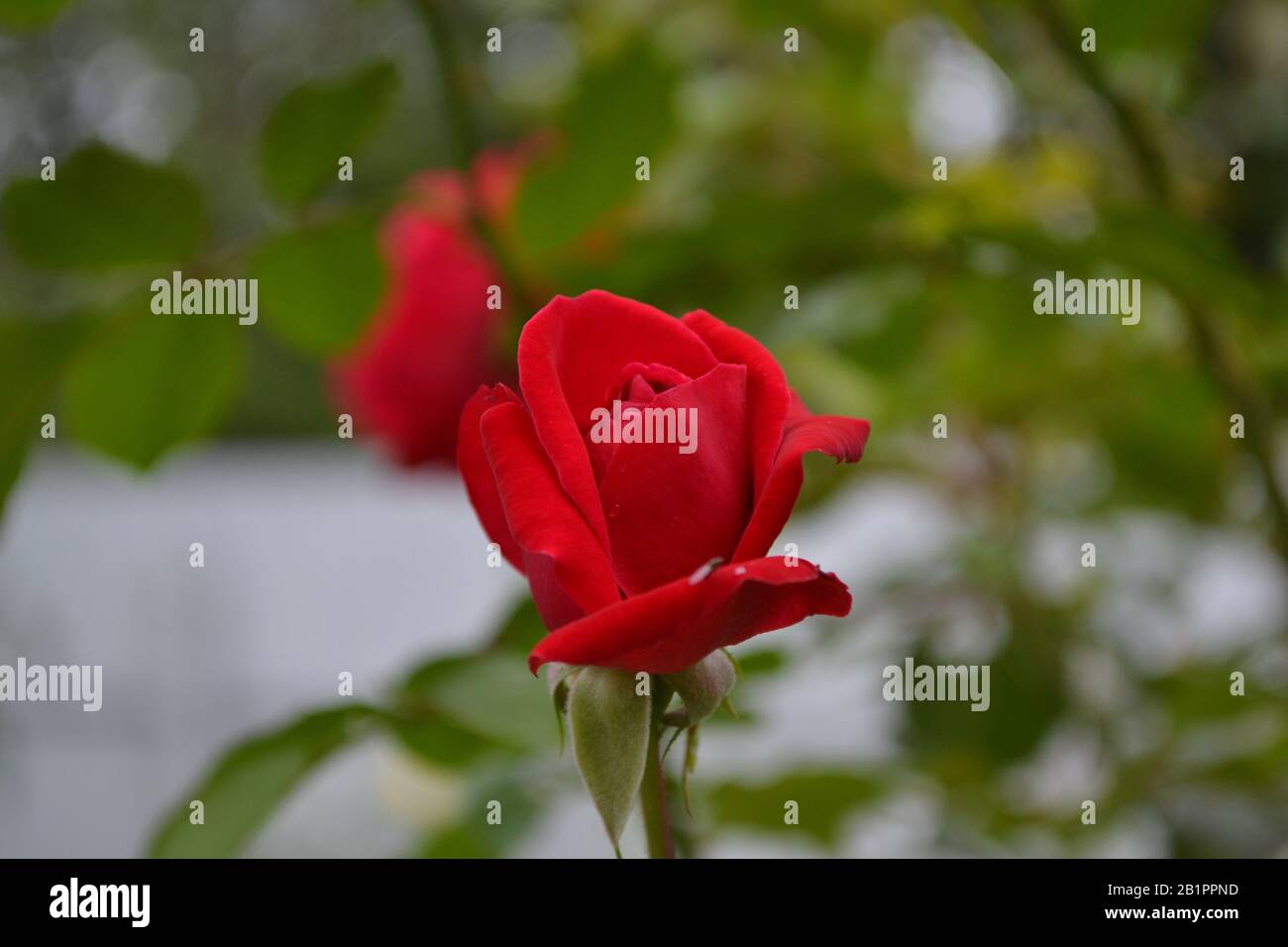 Red Rose. Queen of flowers. Luxury buds. Rose bush. A flower bed ...