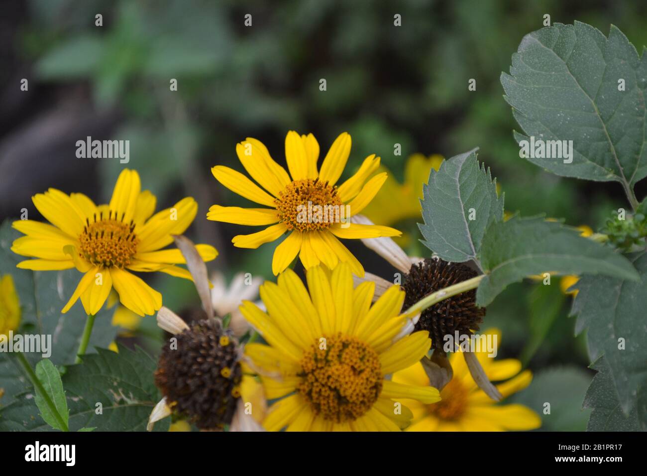 Heliopsis helianthoides sommersonne hi-res stock photography and images ...