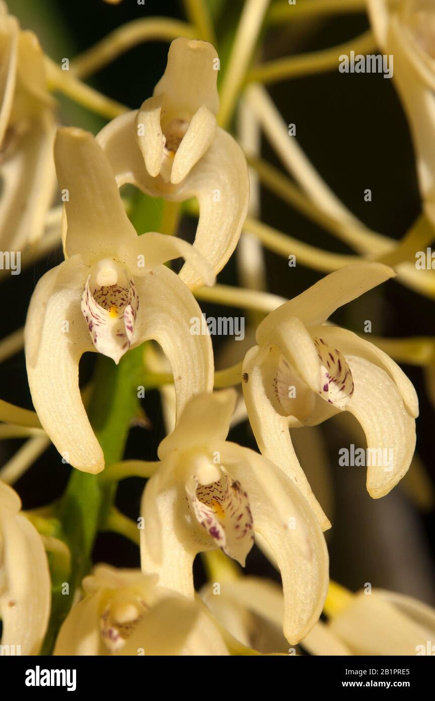 Sydney Australia, close-up yellow flowering Dendrobium speciosum or ...