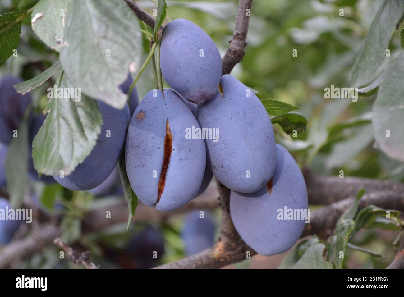 Plum. Prunus. Plums on a branch. Sweet blue fruits. Delicious ...