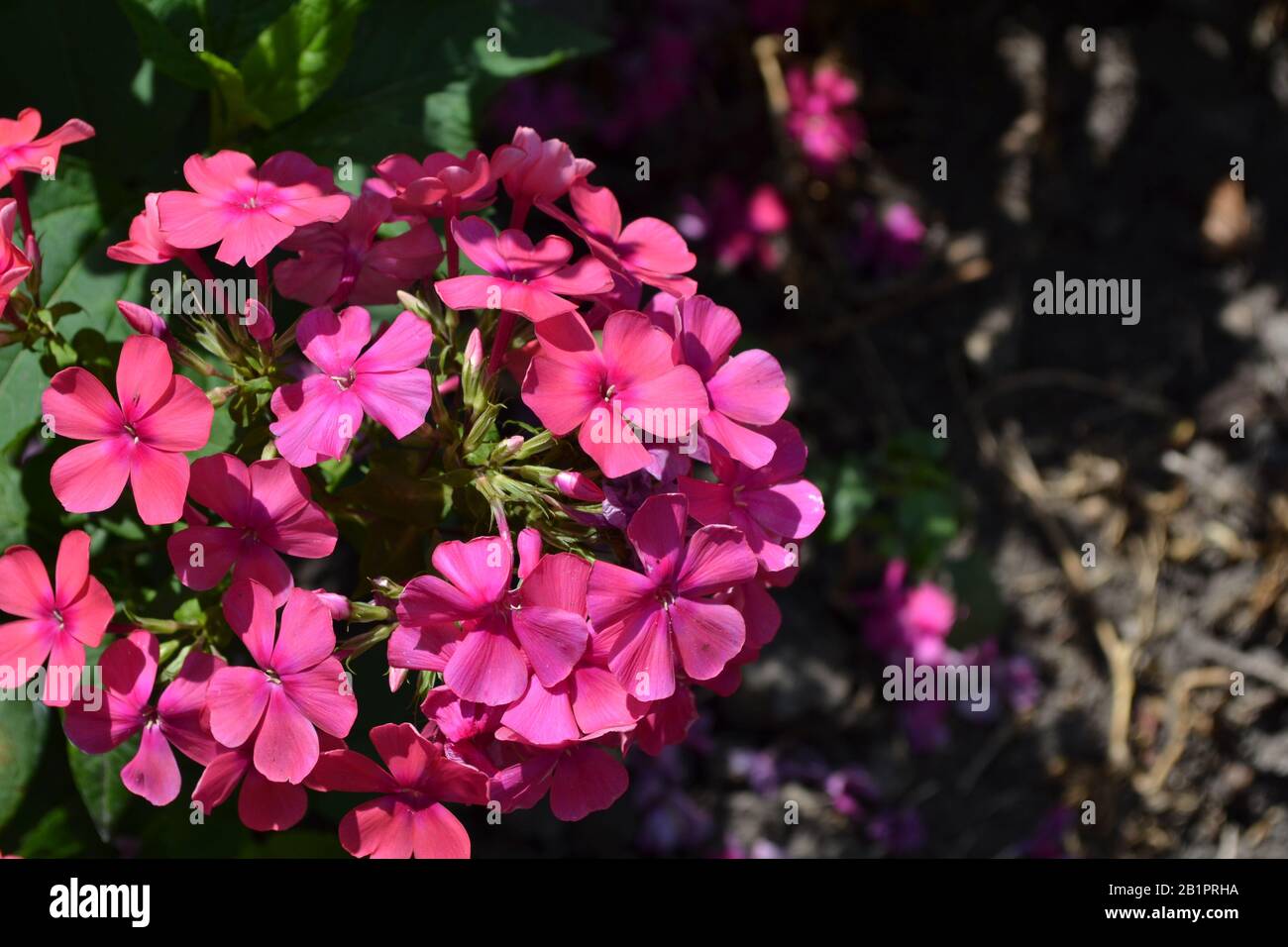 Phlox. Polemoniaceae. Growing flowers. Flowerbed. Garden. Floriculture ...