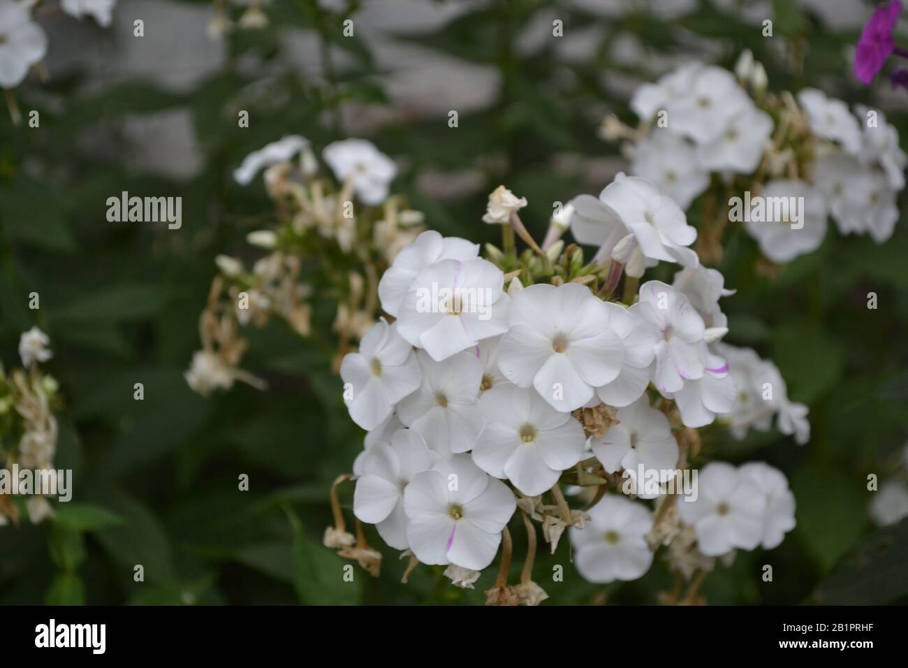 Phlox. Polemoniaceae. Growing flowers. Flowerbed. Garden. Floriculture ...