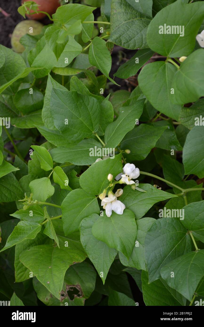 String bean flowers hi-res stock photography and images - Alamy