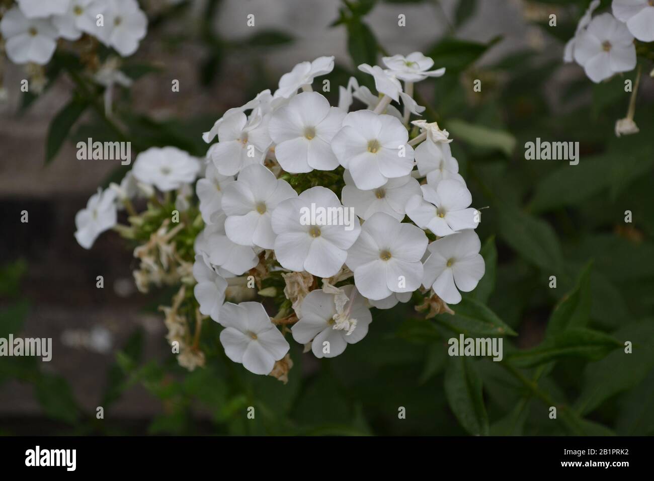 Phlox. Polemoniaceae. Growing flowers. Flowerbed. Garden. White ...