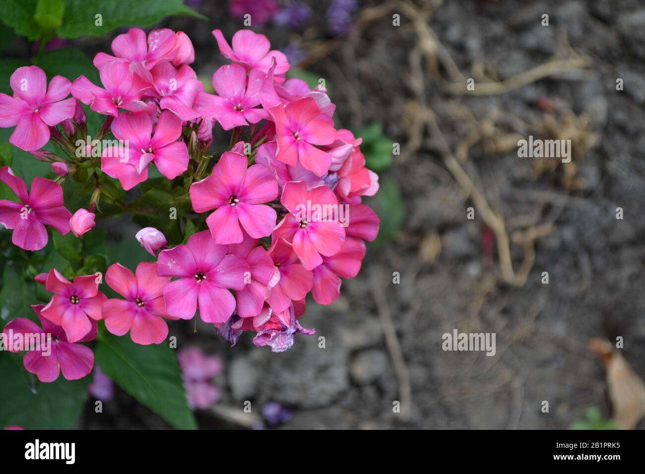 Phlox. Polemoniaceae. Growing flowers. Flowerbed. Garden. Floriculture ...