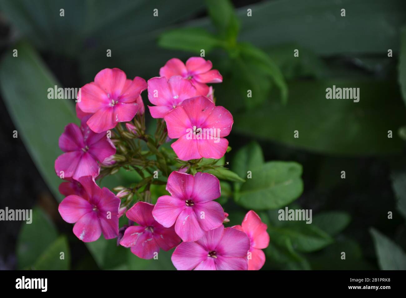 Phlox. Polemoniaceae. Growing flowers. Flowerbed. Garden. Floriculture ...