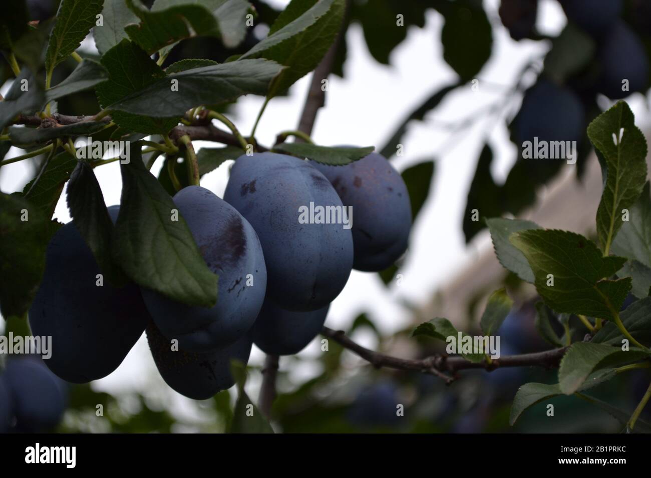 Plum. Prunus. Plums on a branch. Sweet blue fruits. Delicious ...