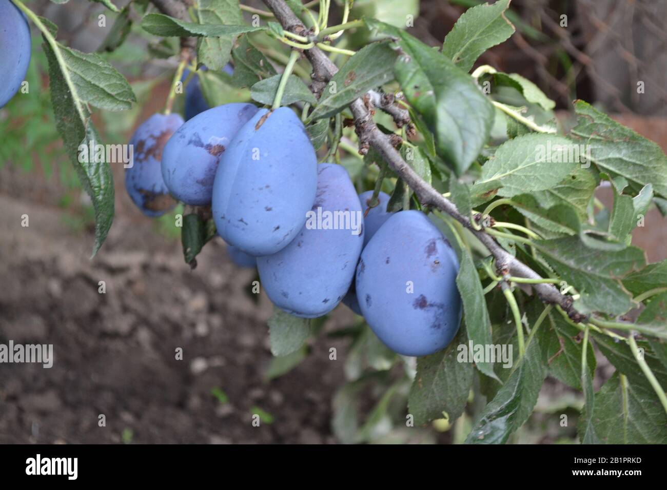 Plum. Prunus. Plums on a branch. Sweet blue fruits. Delicious. Useful ...
