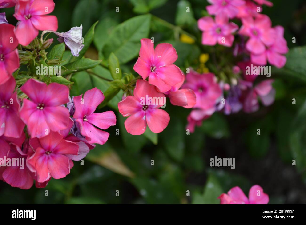 Phlox. Polemoniaceae. Growing flowers. Flowerbed. Garden. Floriculture ...