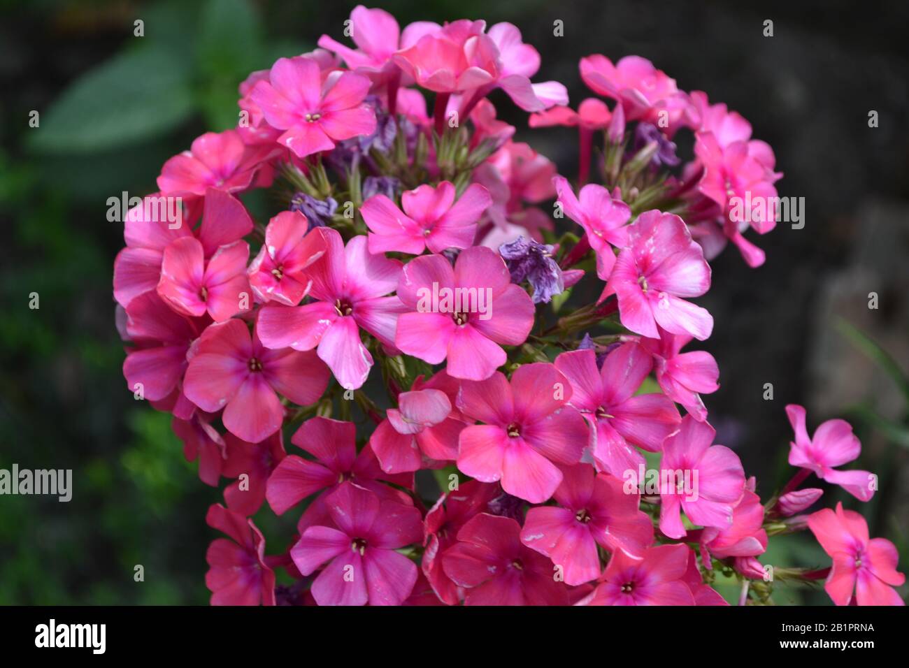 Phlox. Polemoniaceae. Growing flowers. Flowerbed. Garden. Floriculture ...