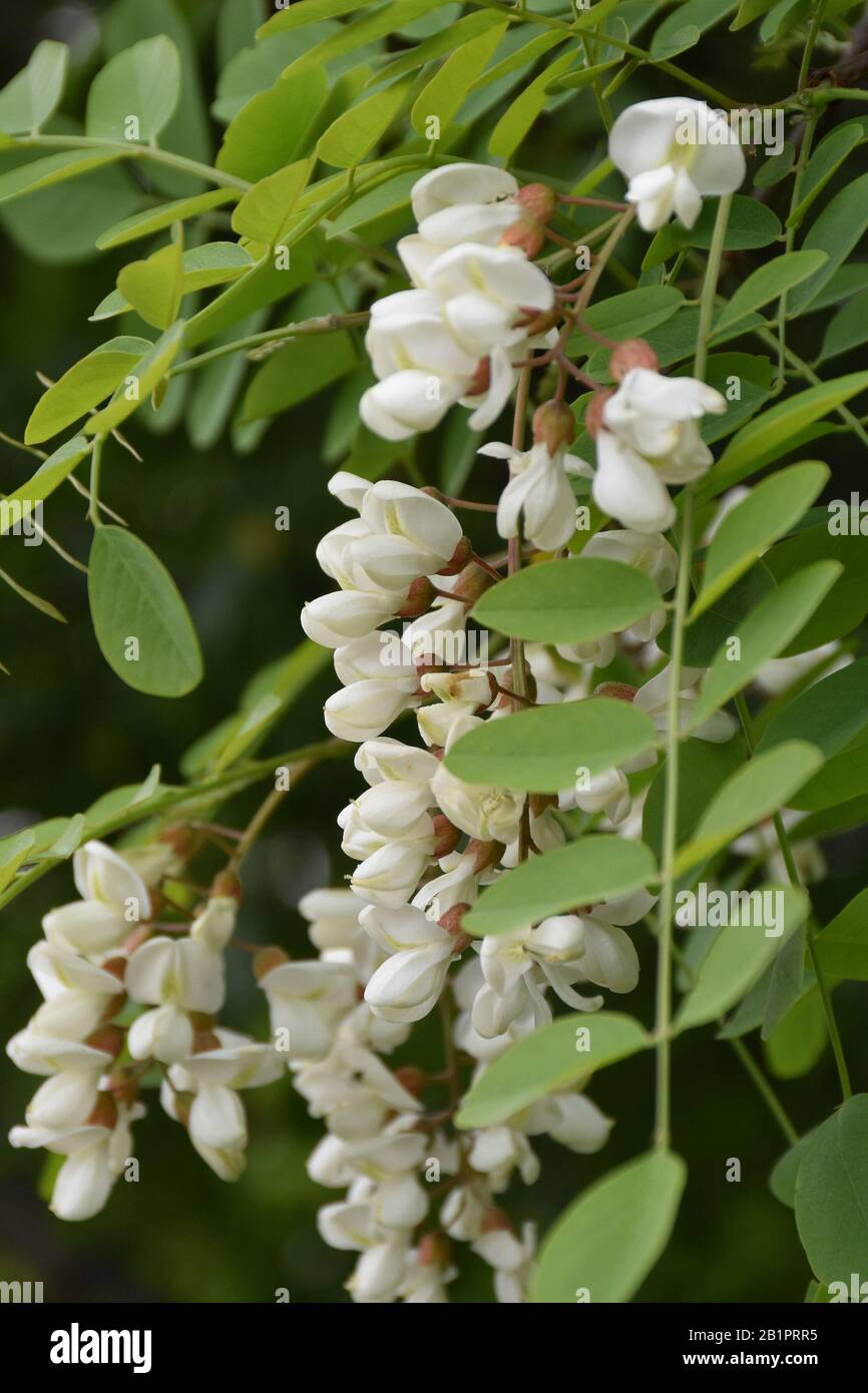 Gorgeous acacia flowers in the tree canopy Stock Photo - Alamy