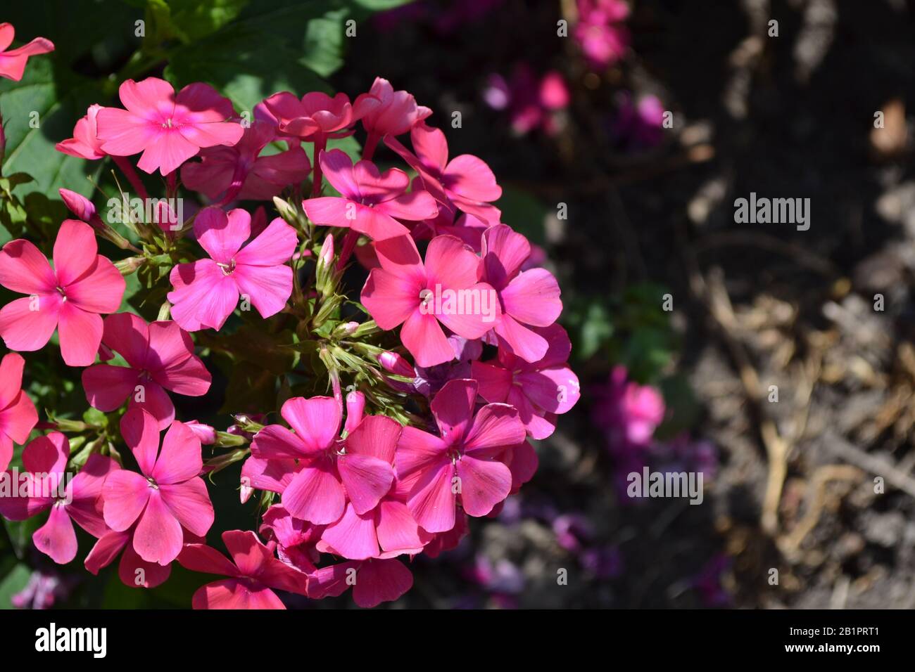 Phlox. Polemoniaceae. Growing flowers. Flowerbed. Garden. Floriculture ...