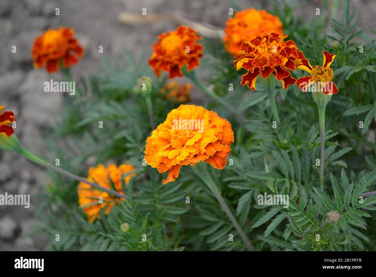 Marigolds. Tagetes. Flowerbed. Garden. Floriculture. Many flowers ...