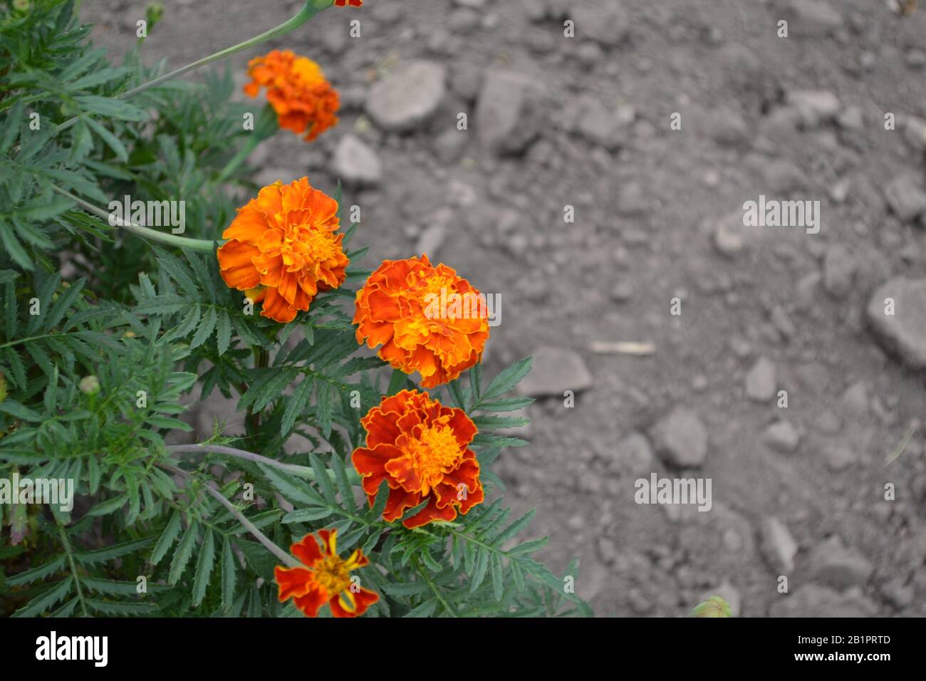 Marigolds. Tagetes. Flowerbed. Garden. Floriculture. Many flowers ...