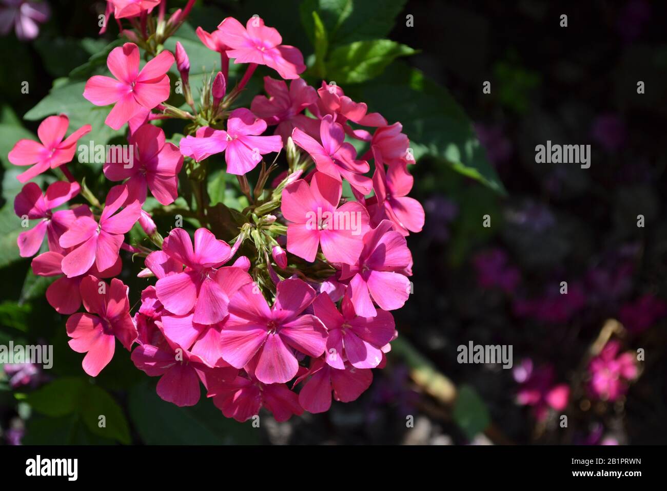 Phlox. Polemoniaceae. Growing flowers. Flowerbed. Garden. Floriculture ...
