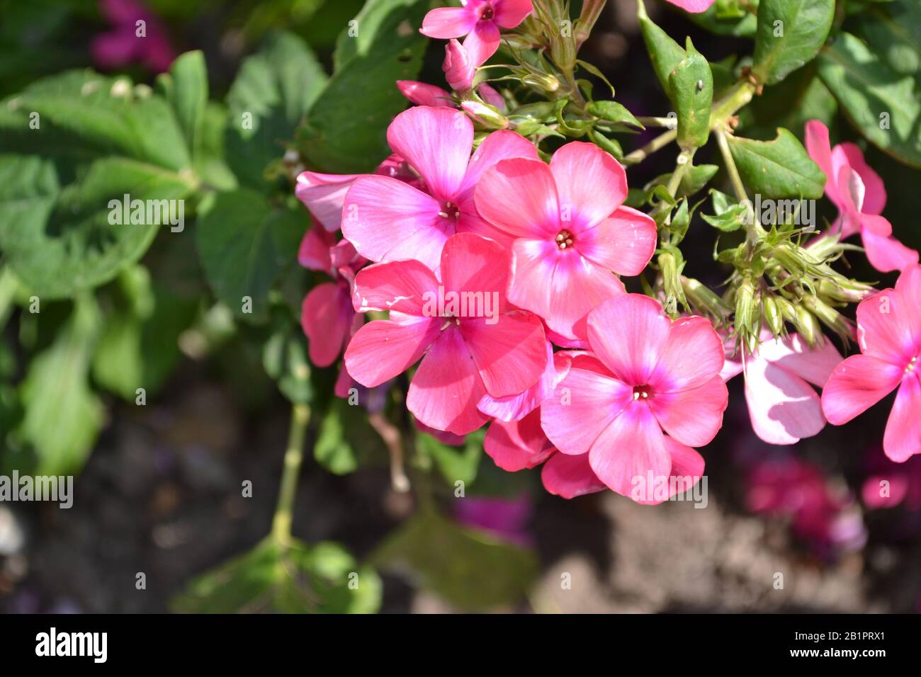 Phlox. Polemoniaceae. Growing flowers. Flowerbed. Garden. Floriculture ...