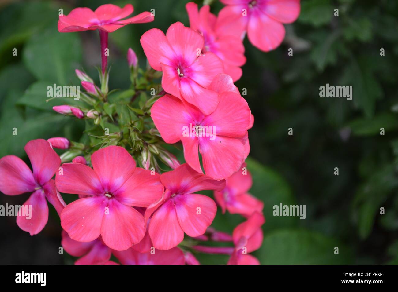 Phlox. Polemoniaceae. Growing flowers. Flowerbed. Garden. Floriculture ...
