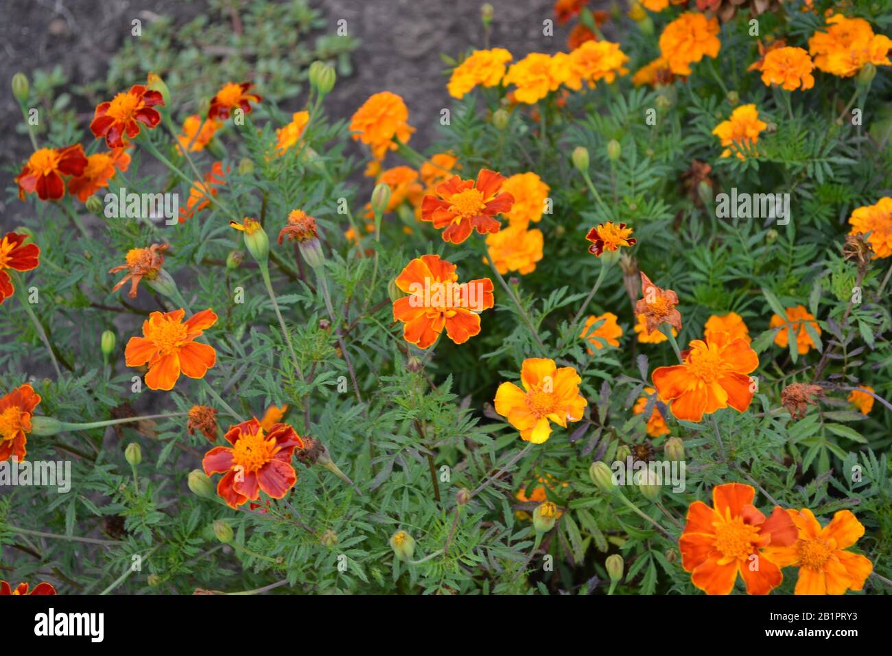Tagetes. Marigolds. Flowerbed. Garden. Floriculture. Orange flowers ...