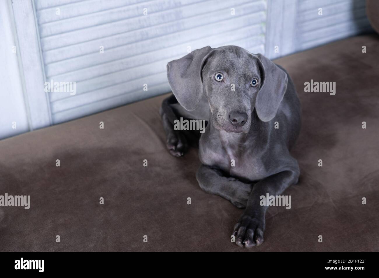 Very beautiful dog, blue Weimaraner breed, space for text, luxury chic ...