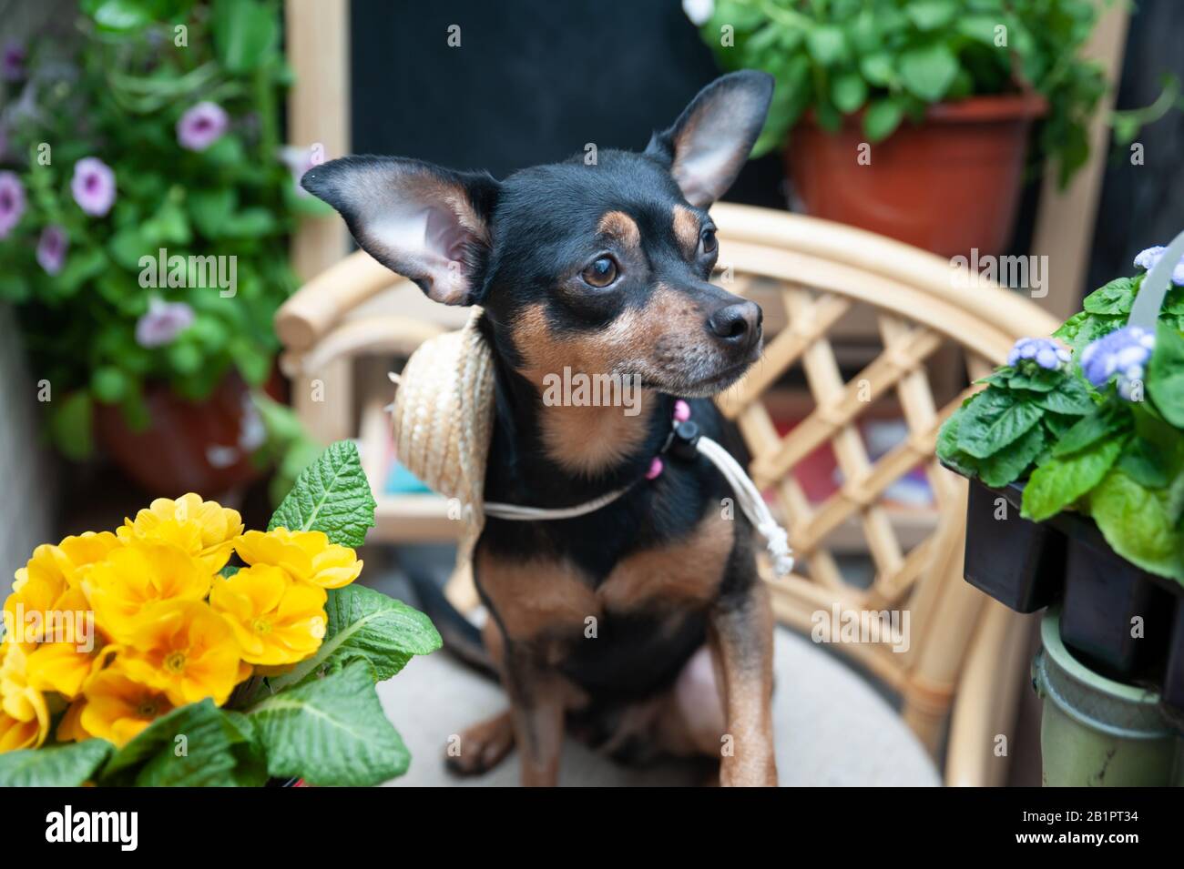 Helper cartoon hi-res stock photography and images - Alamy