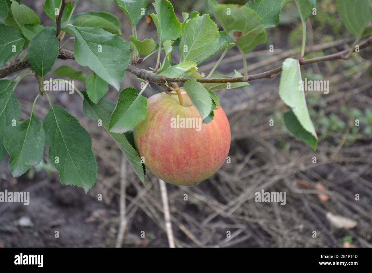 Apple. Apples average maturity. Fruits apple on the branch. Apple tree ...