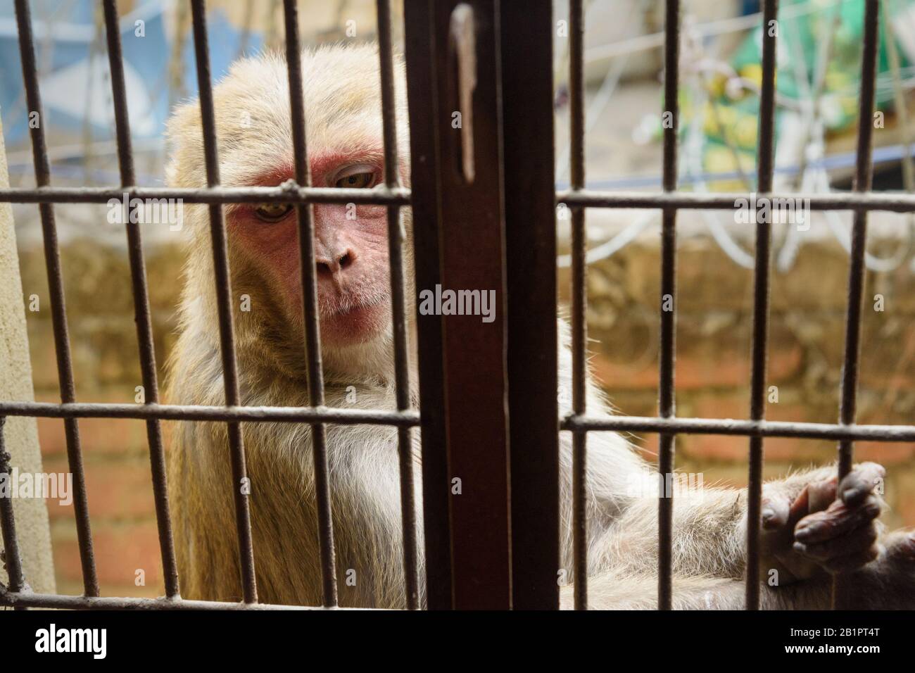 Monkey looking in the window Stock Photo - Alamy