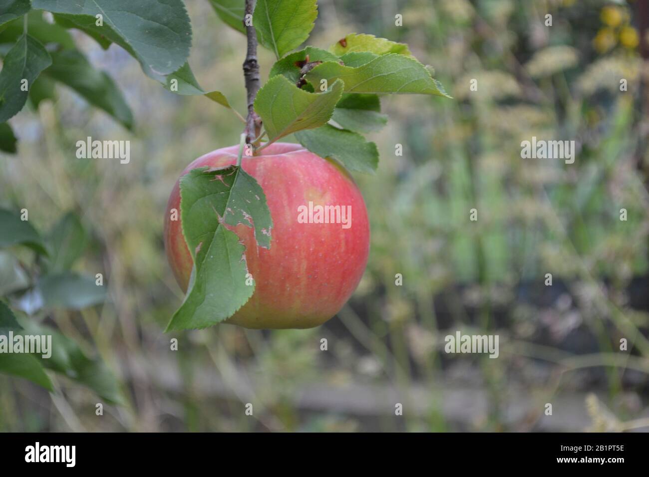 Apple. Apples average maturity. Fruits apple on the branch. Apple tree ...