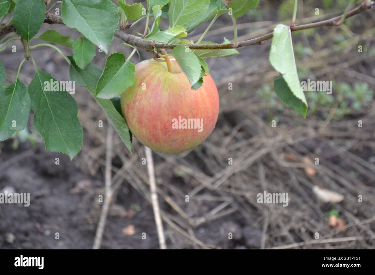 Tree maturity hi-res stock photography and images - Alamy