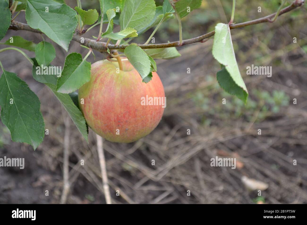 Apple. Apples average maturity. Fruits apple on the branch. Apple tree ...