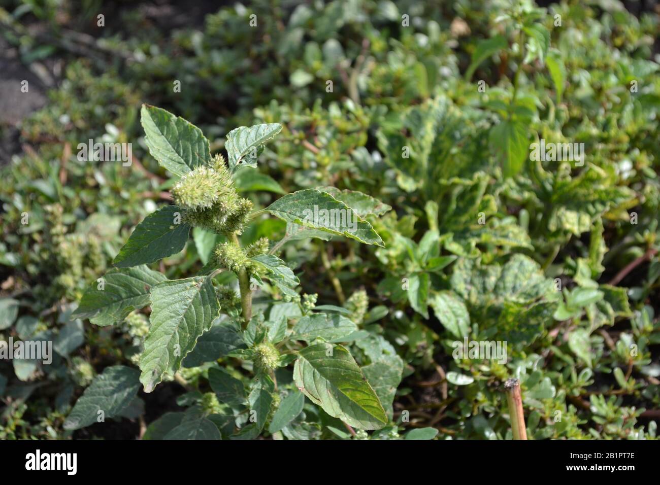 Amaranth. Amaranthus. Annual herbaceous plant. Green leaves. Weeds ...