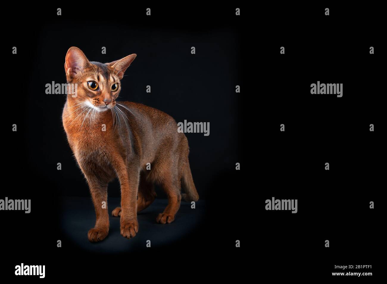 Beautiful Abyssinian cat, studio portrait on black, standard breed ...