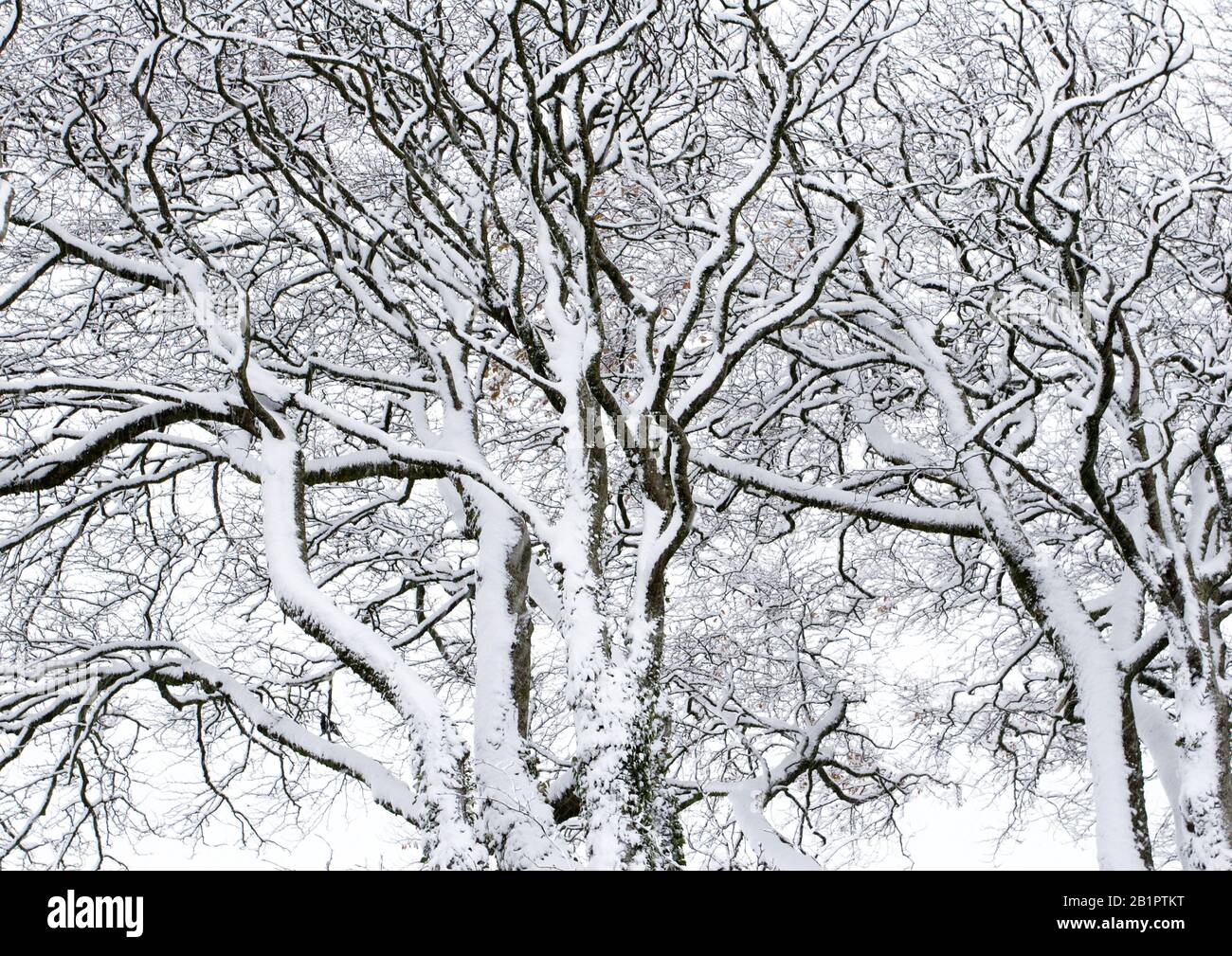 A beech tree in winter covered in snow Stock Photo - Alamy