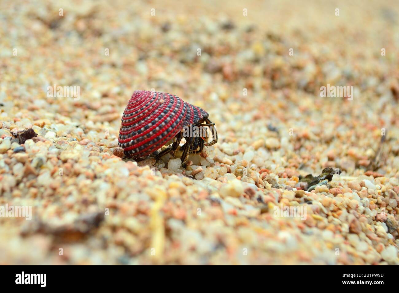 Pagurian hi-res stock photography and images - Alamy