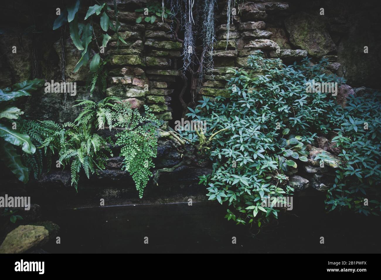 Tropical plants and ferns growing in the rocks , background Stock Photo ...