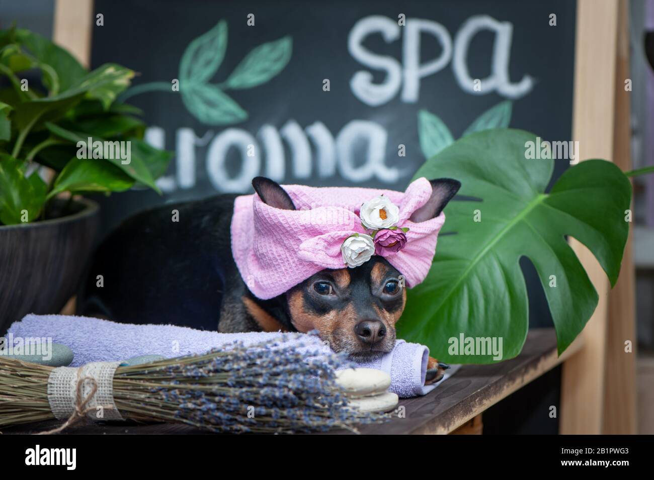 Cute pet relaxing in spa wellness . Dog in a turban of a towel among ...