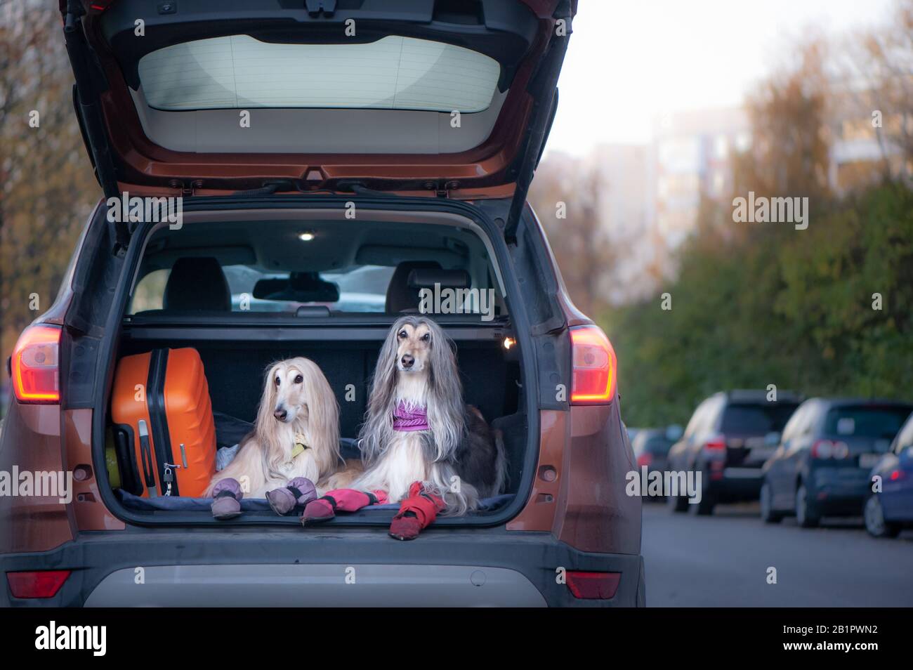 Two elegant Afghan hounds in the car, the concept of travel with ...