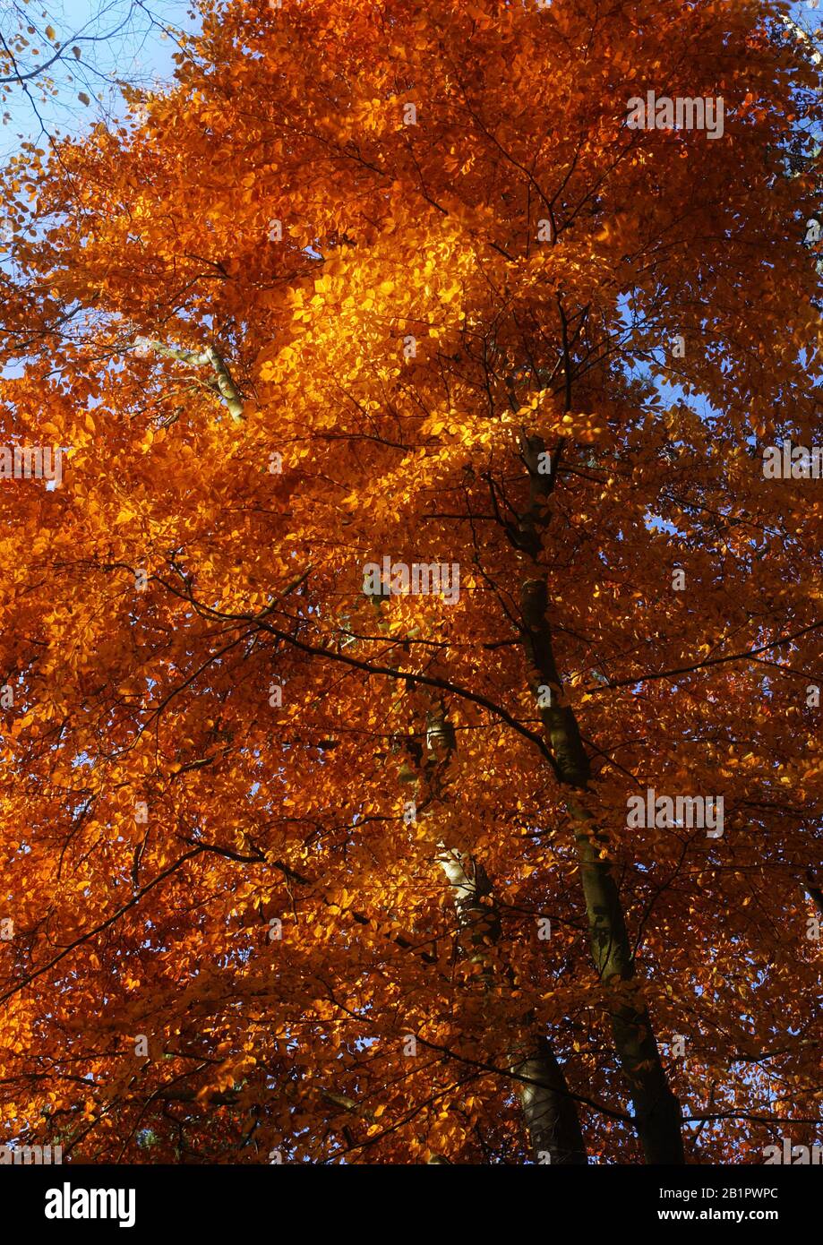 Birch trees in full autumn colour Stock Photo - Alamy