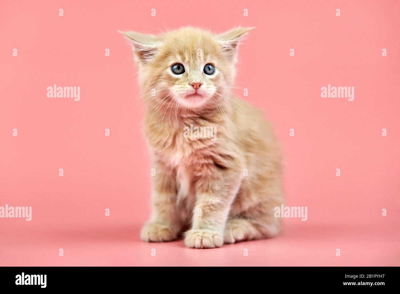 Maine coon cream kitten. Cute shorthair purebred cat on pink background ...