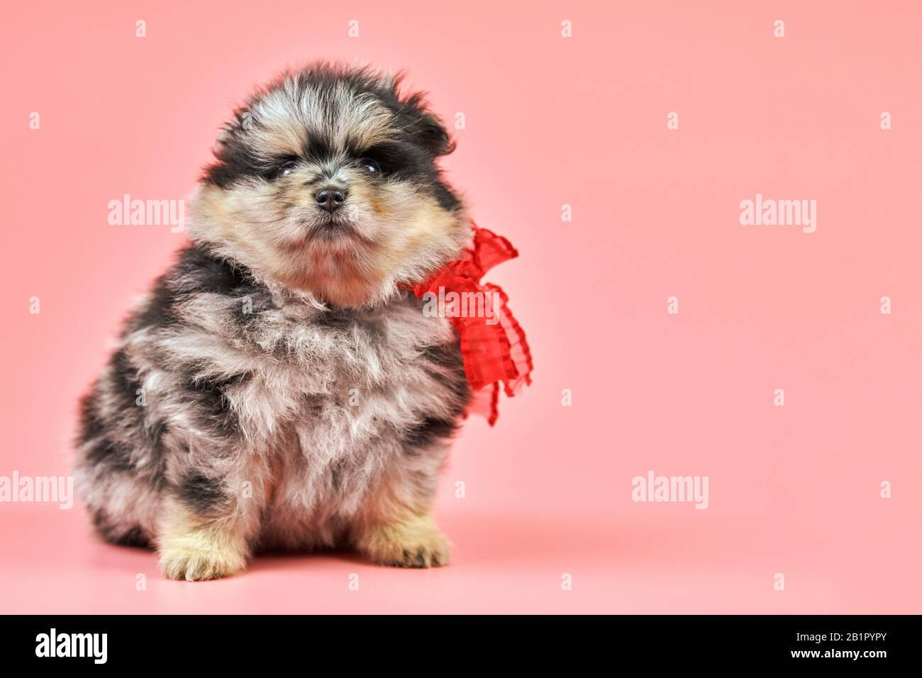 Pomeranian Spitz puppy, copy space. Cute fluffy tri-colored Spitz dog ...