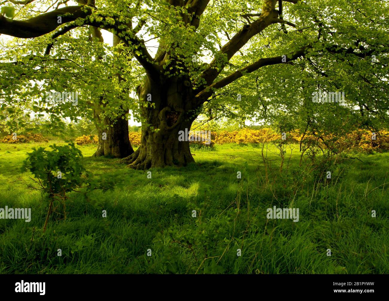 Tree Plantation In Ancient Woodland High Resolution Stock Photography ...