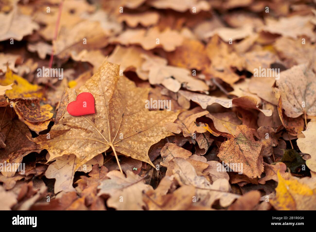 Heart on maple leaf. Open pure heart symbol, copy space. Unrequited ...